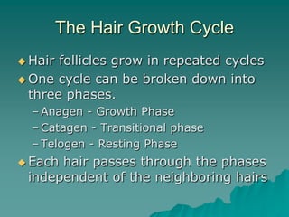 Hair follicle | PPTX