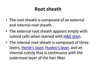 Hair follicle | PPTX