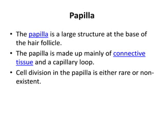 Hair follicle | PPTX