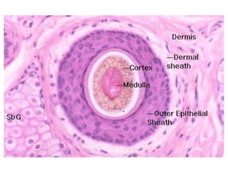 Hair follicle | PPT