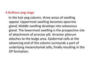 HAIR FOLLICLE.pptx