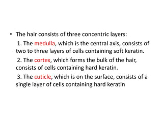 HAIR FOLLICLE.pptx