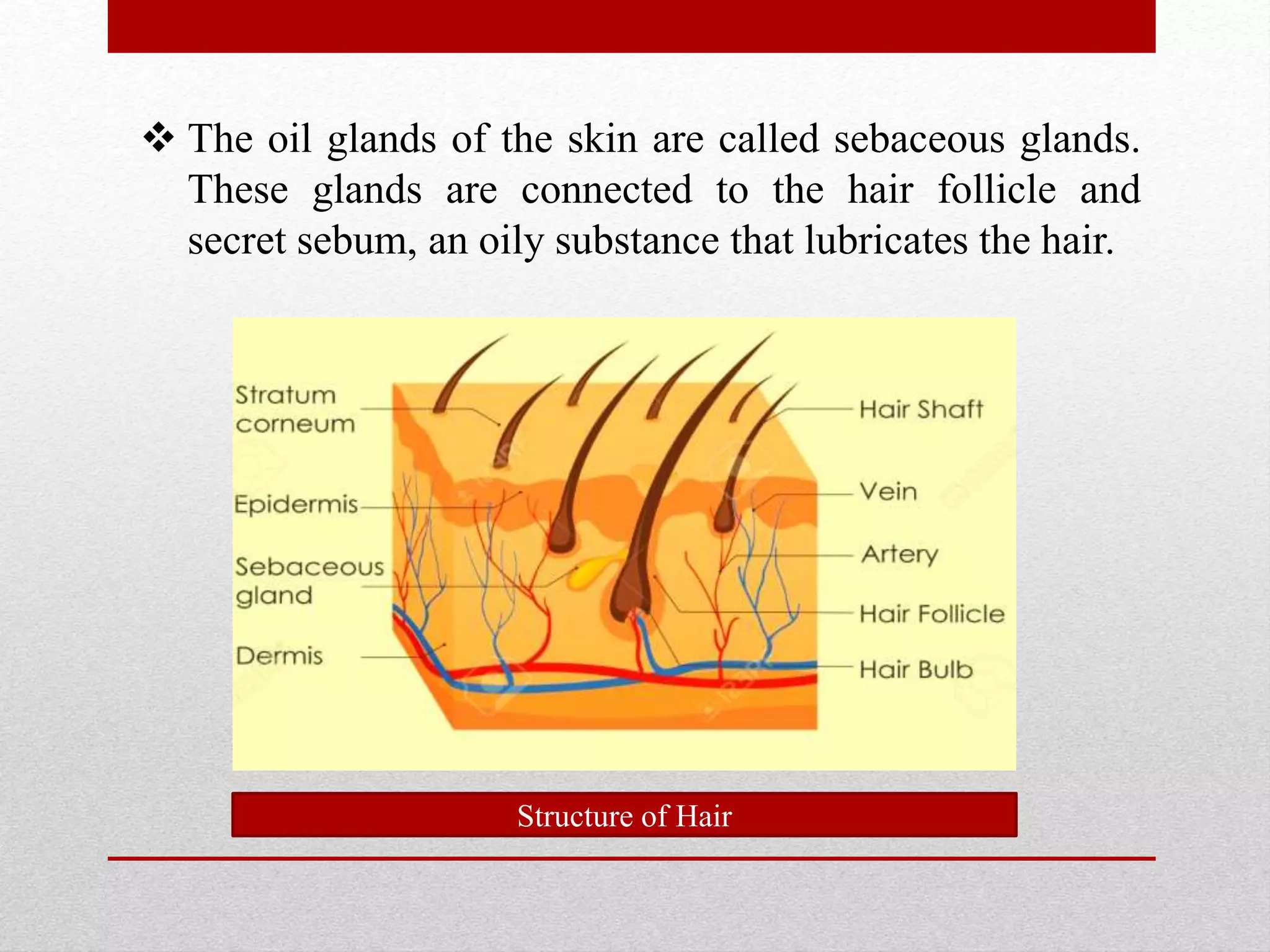 Structure of Hair and Hair growth cycle | PPTX