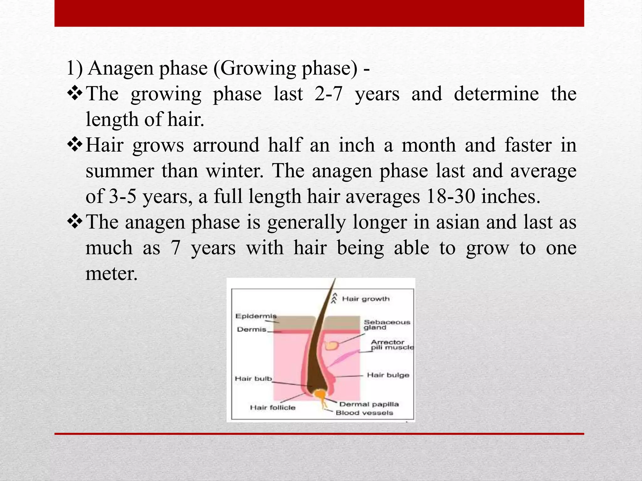 Structure of Hair and Hair growth cycle | PPTX