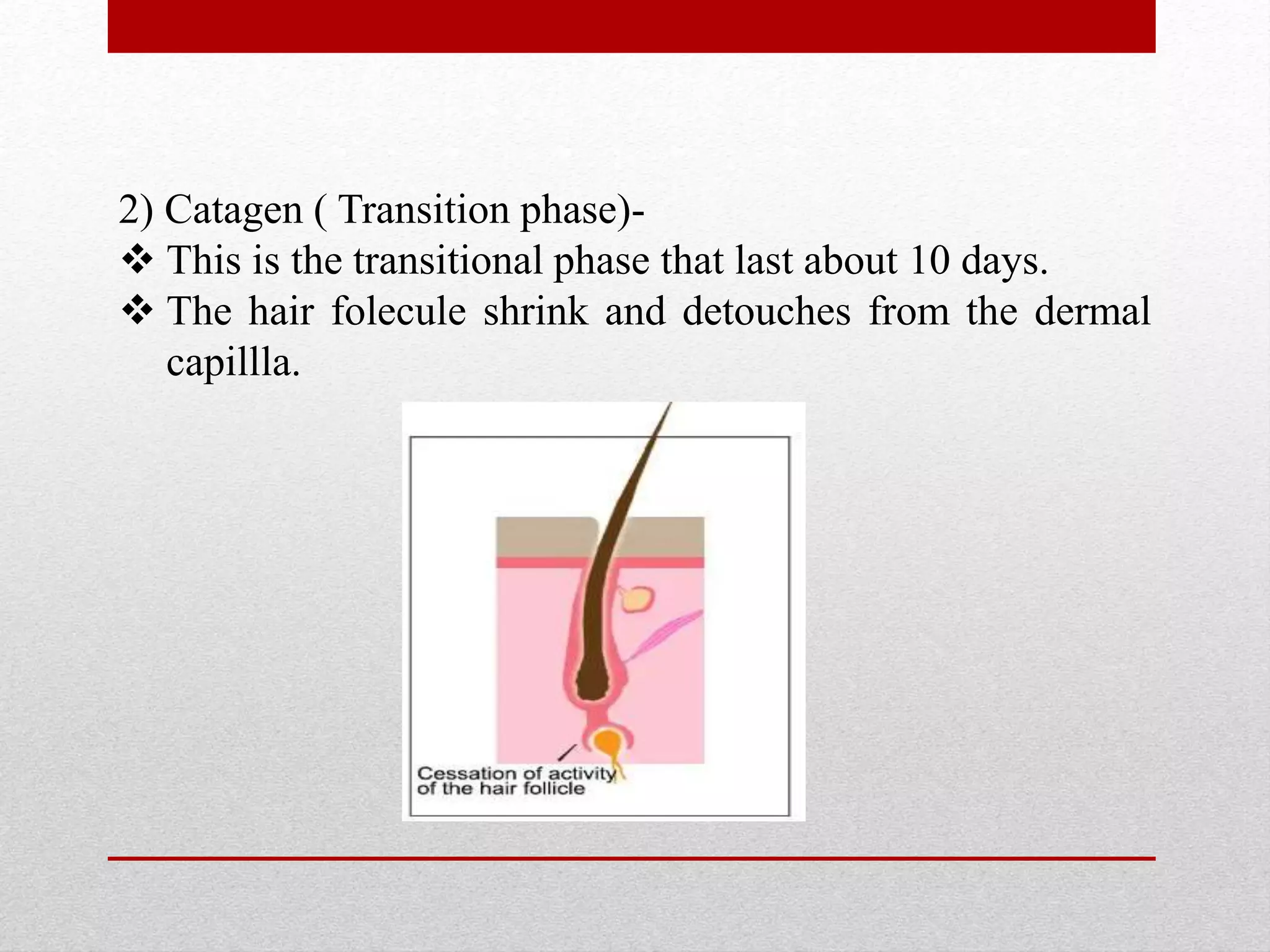 Structure of Hair and Hair growth cycle | PPTX