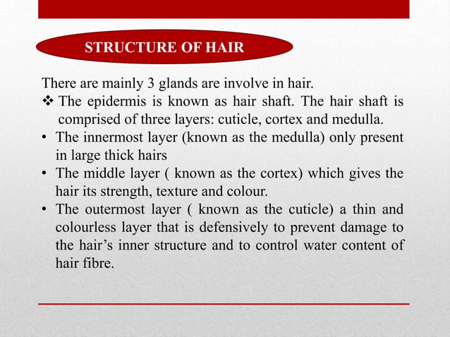 Structure of Hair and Hair growth cycle | PPTX | Hair Care | Beauty