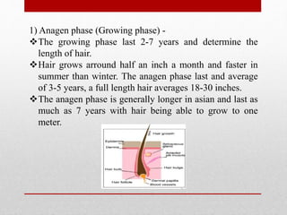 Structure of Hair and Hair growth cycle | PPT