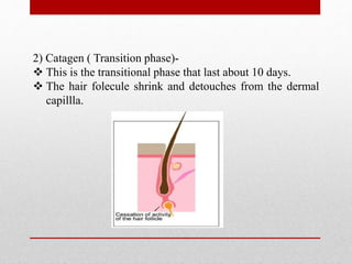 Structure of Hair and Hair growth cycle | PPT