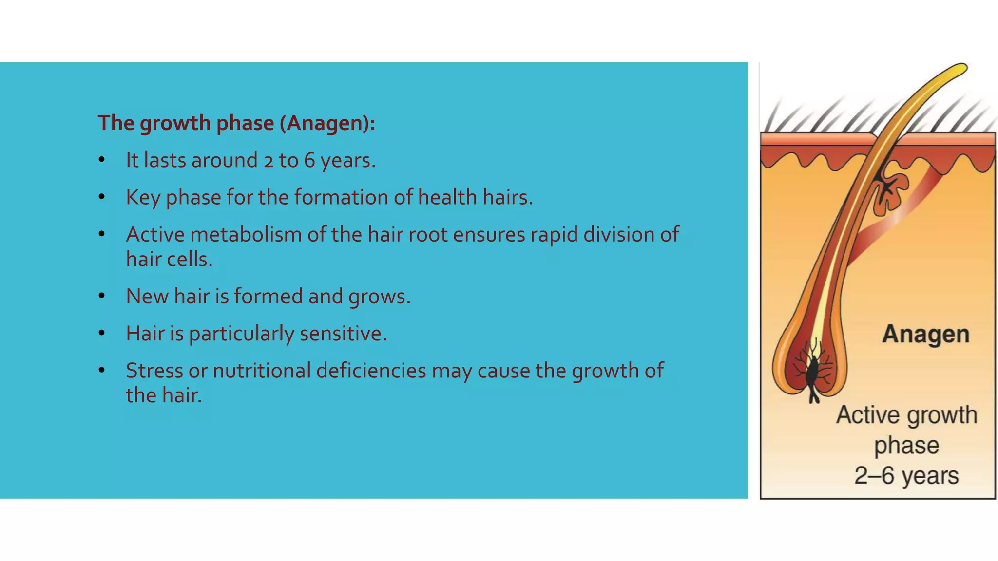 Hair growth cycle | PPTX
