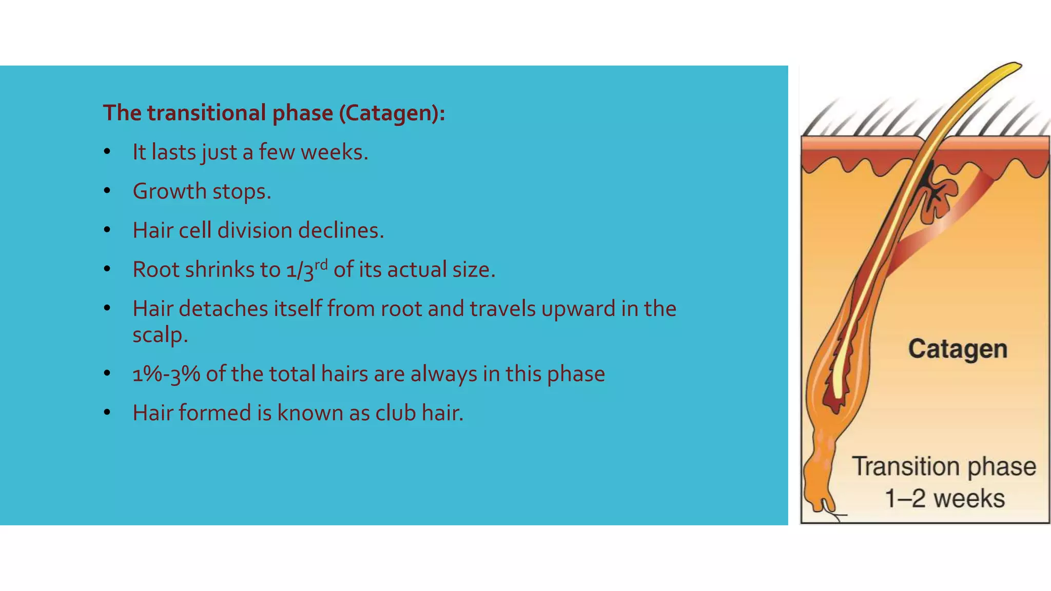 Hair growth cycle | PPTX