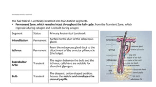 Comprehensive Overview of Human Hair Follicle Embryology, Structure ...