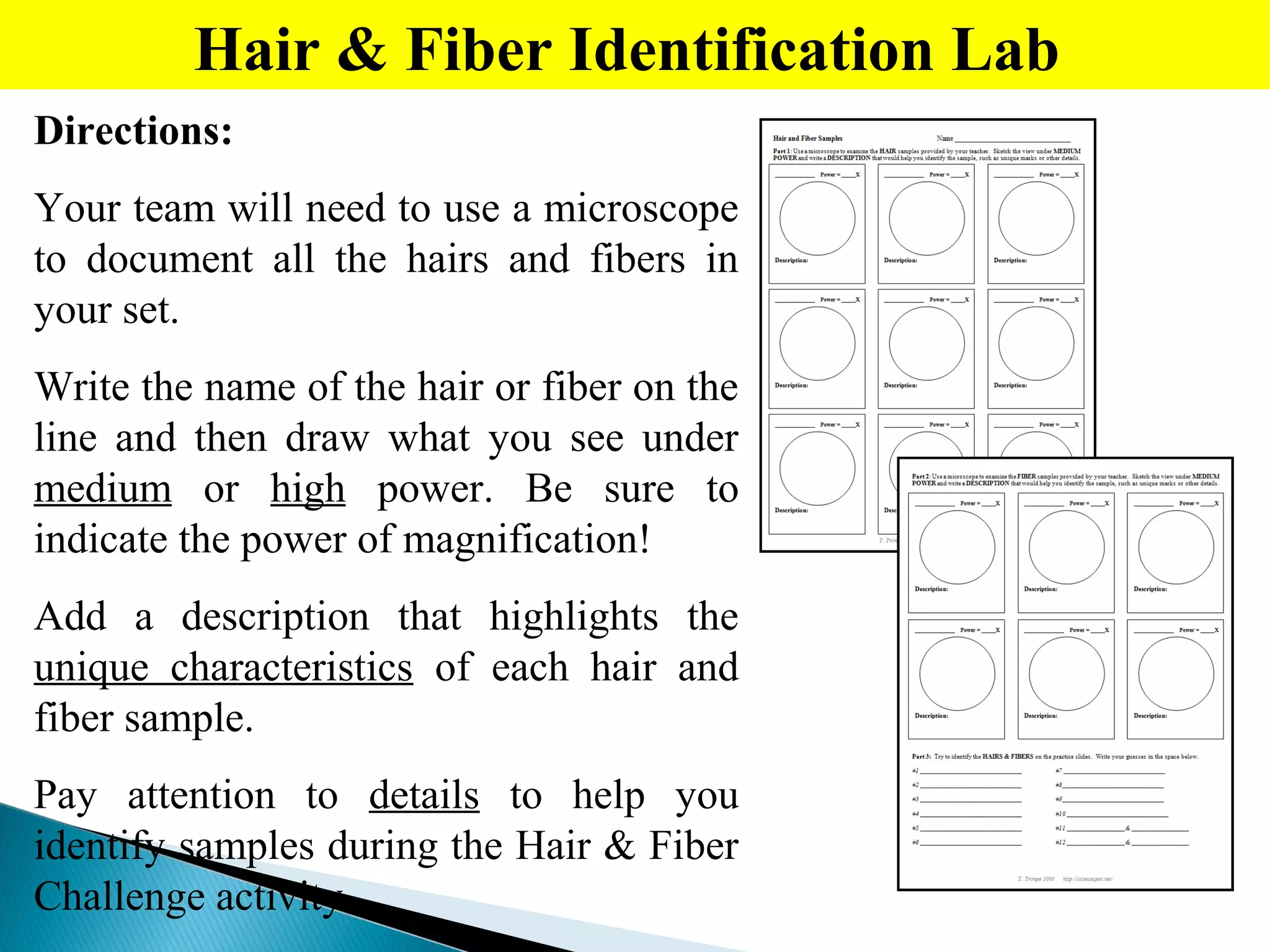 Hair and fiber | PPT