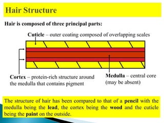 Hair and fiber | PPT