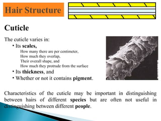 Hair and fiber | PPT
