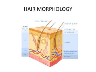 Hair and fiber | PPTX