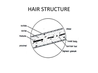 Hair and fiber | PPTX