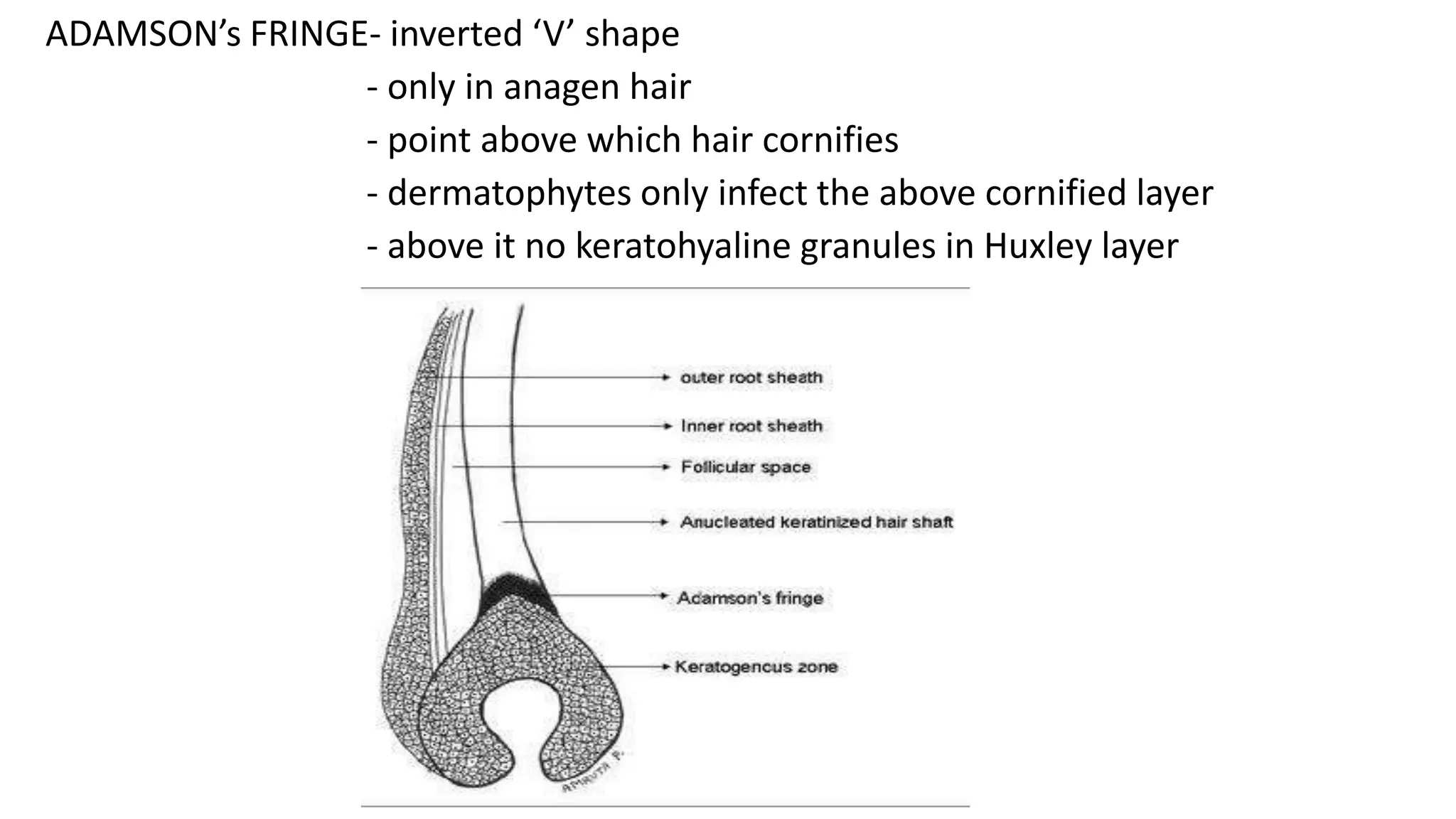 HAIR Anatomy- Basic structure and function.pptx