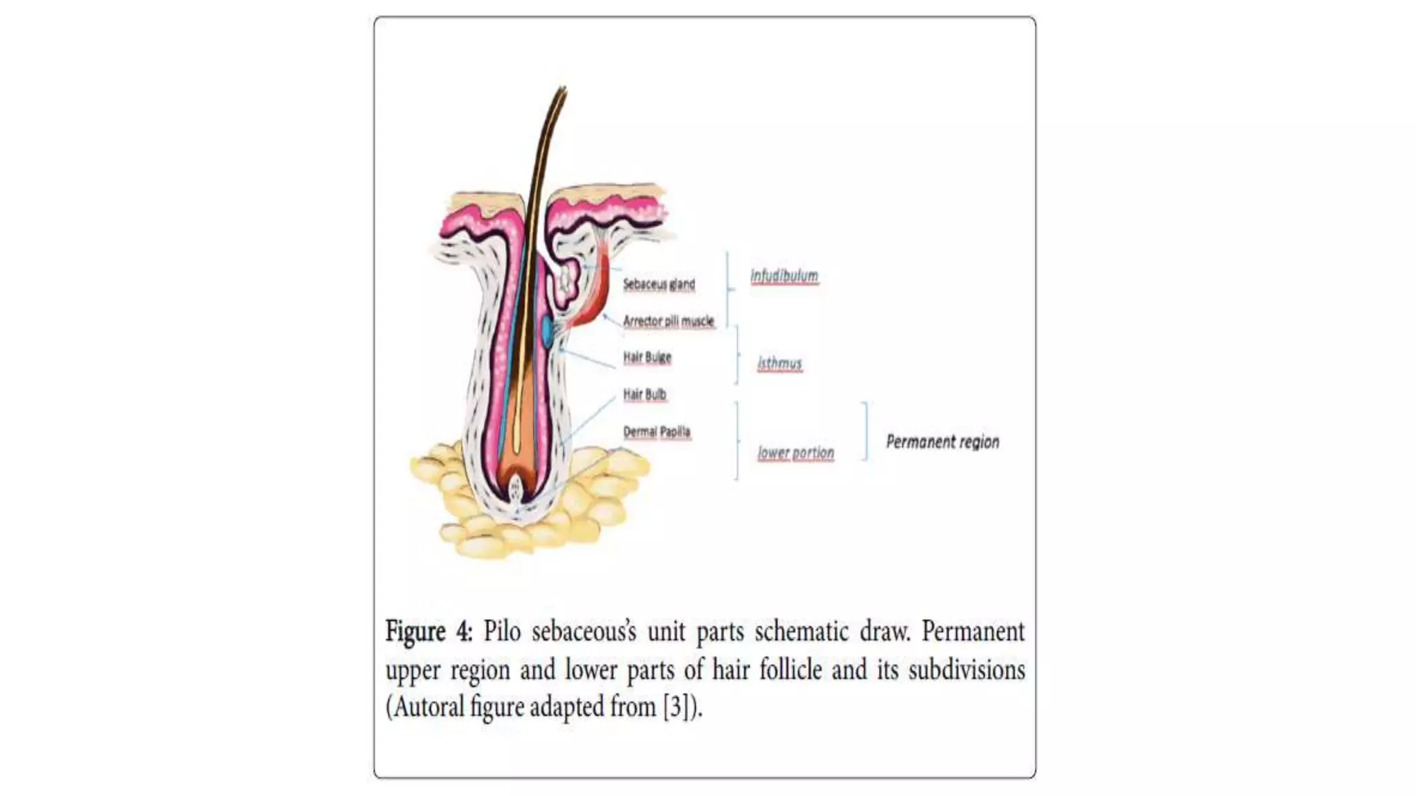 HAIR Anatomy- Basic structure and function.pptx