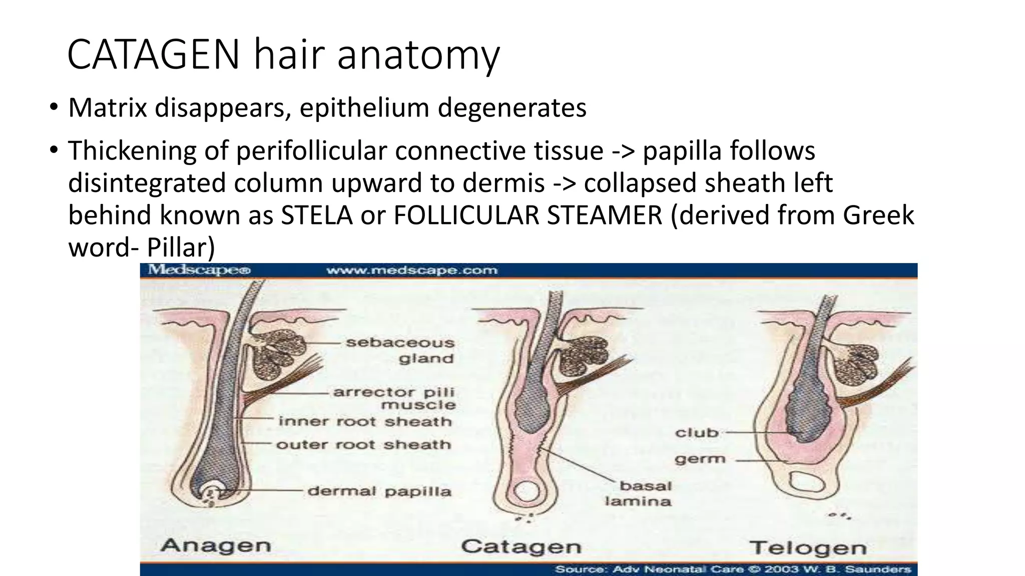 HAIR Anatomy- Basic structure and function.pptx