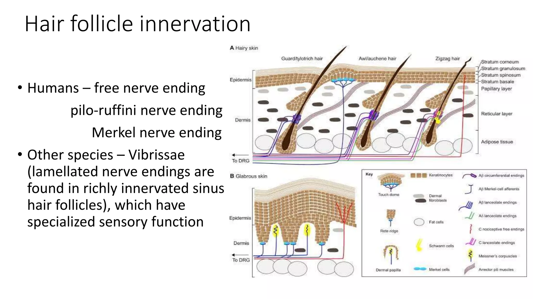 HAIR Anatomy- Basic structure and function.pptx
