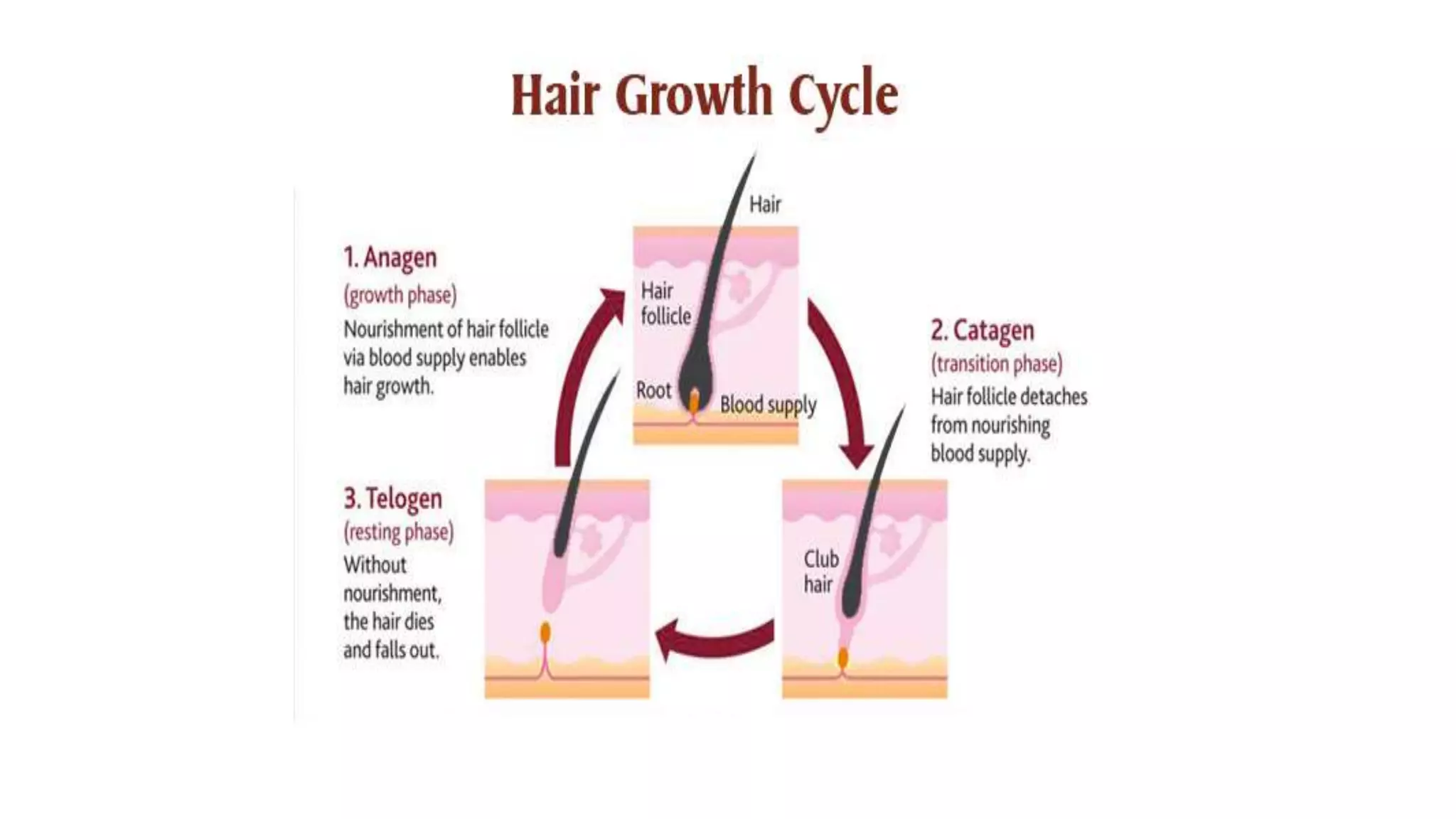 HAIR Anatomy- Basic structure and function.pptx