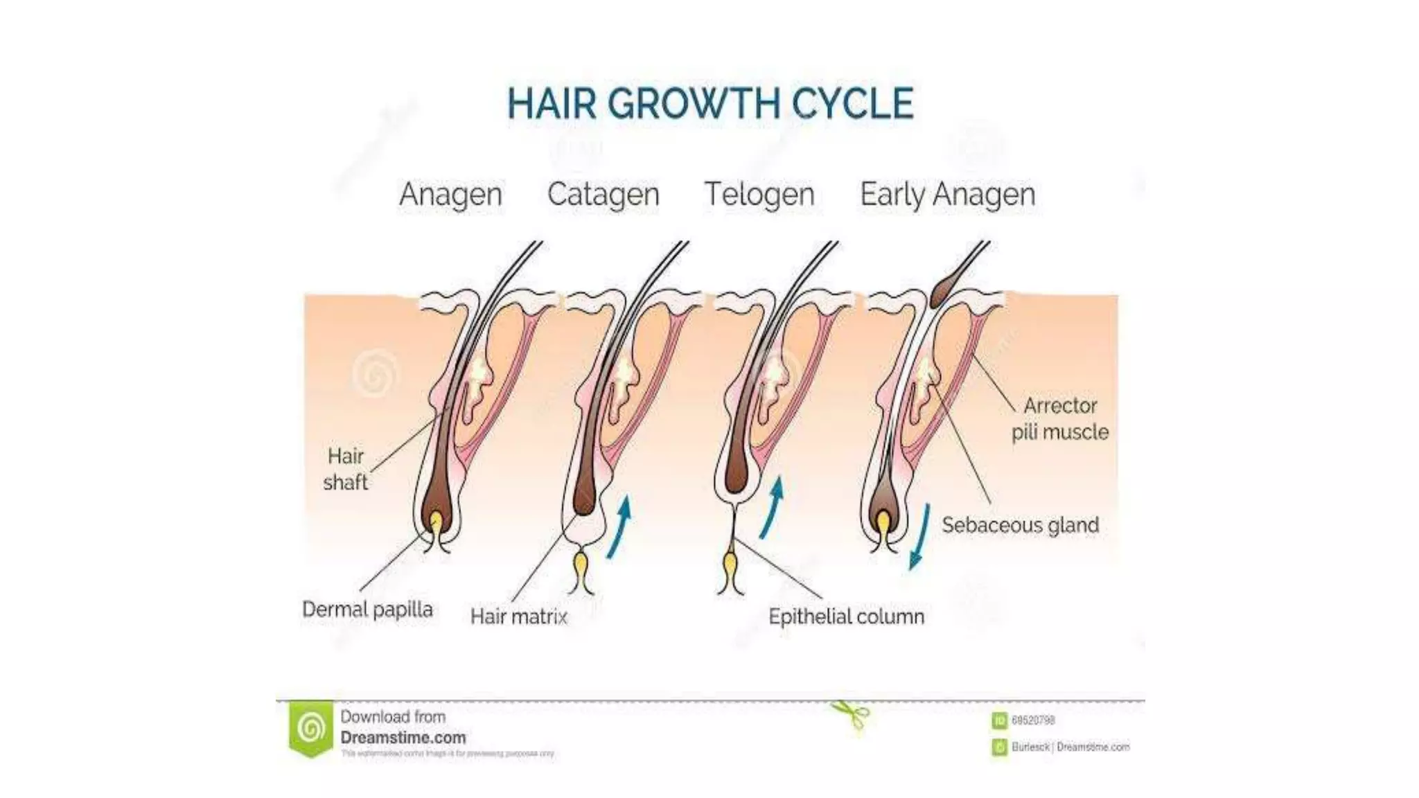 HAIR Anatomy- Basic structure and function.pptx