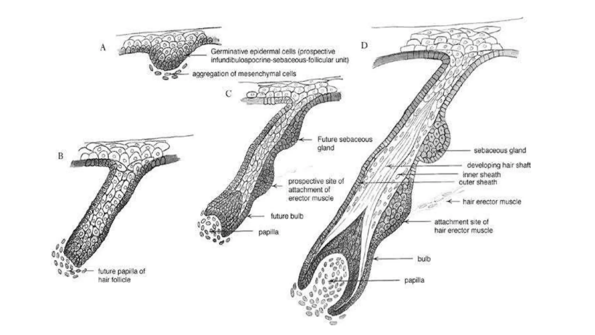 HAIR Anatomy- Basic structure and function.pptx
