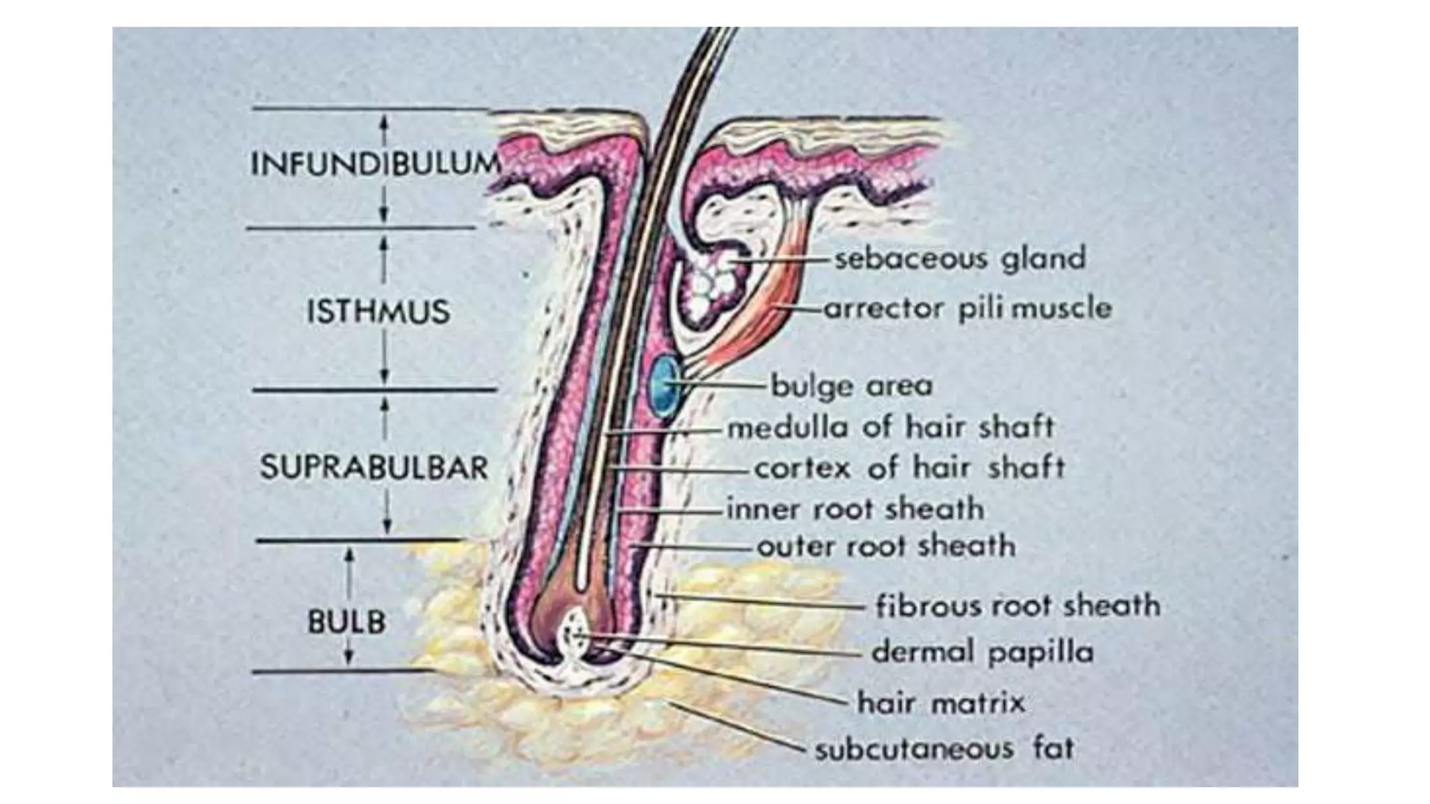 HAIR Anatomy- Basic structure and function.pptx