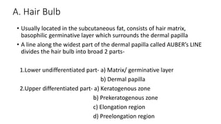 HAIR Anatomy- Basic structure and function.pptx