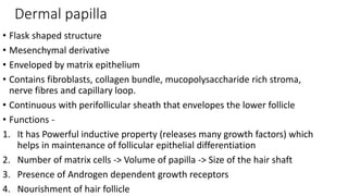 HAIR Anatomy- Basic structure and function.pptx