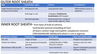 HAIR Anatomy- Basic structure and function.pptx
