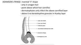 HAIR Anatomy- Basic structure and function.pptx