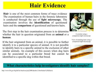 Hairsfibers | PPT | Hair Care | Beauty