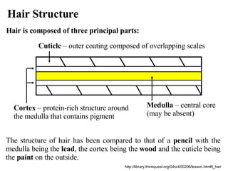 Hairsfibers | PPT | Hair Care | Beauty