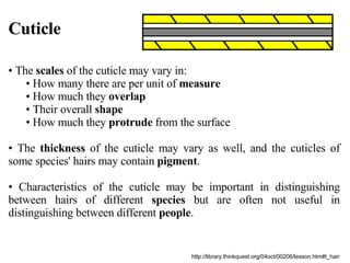 Hairsfibers | PPT | Hair Care | Beauty