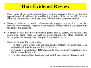 Hairsfibers | PPT | Hair Care | Beauty