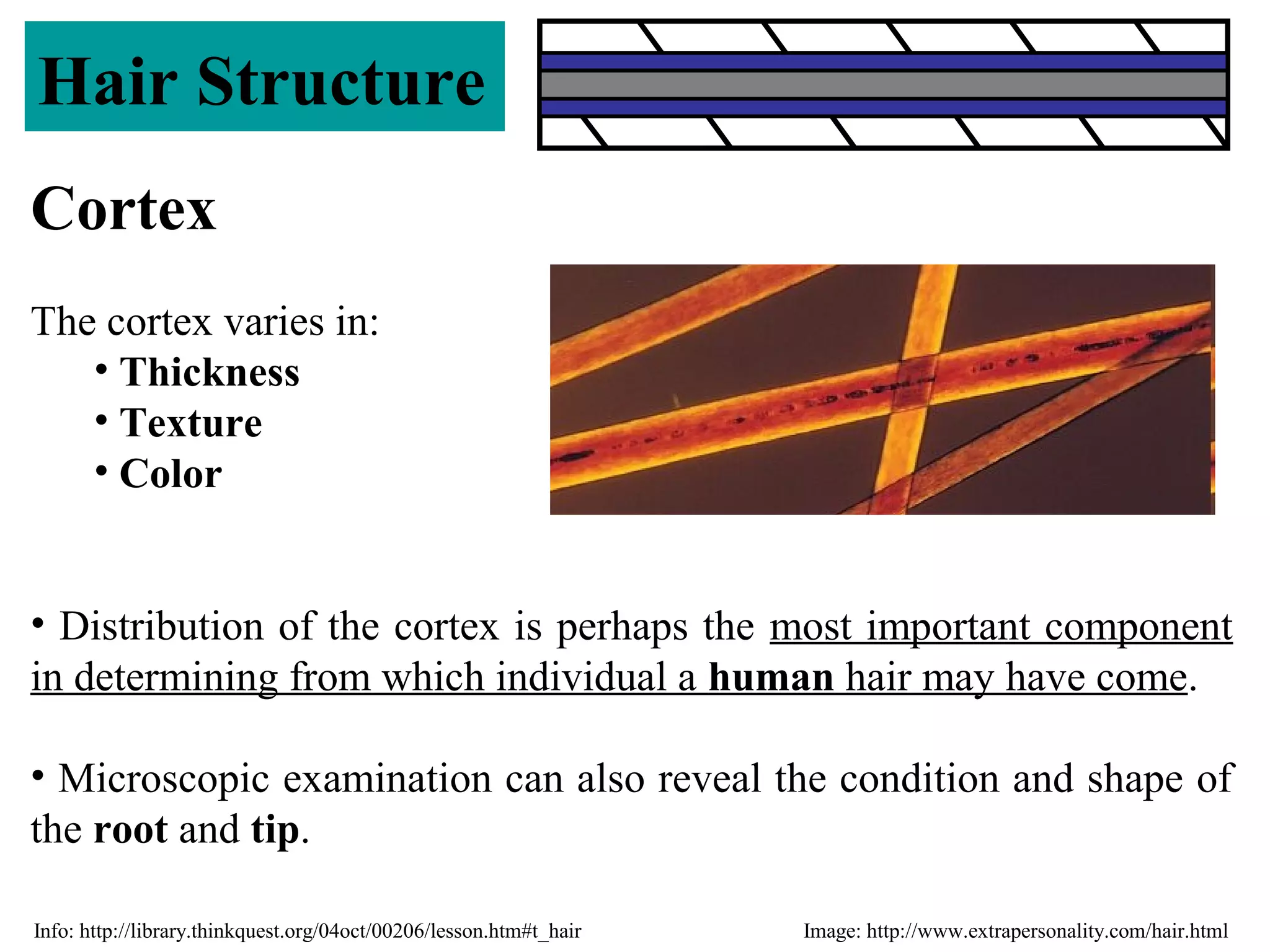 Hair and Fibers | PPT