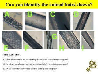 Hair and fiber analysis is an important forensic technique that helps ...