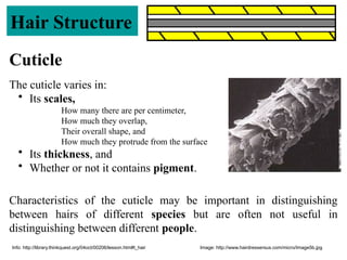 Hair and fiber analysis is an important forensic technique that helps ...