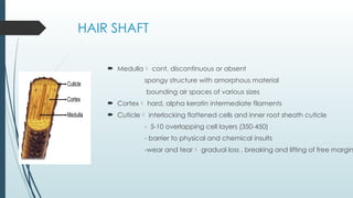 Dermatology based HAIR SHAFT DEFECTS.pptx