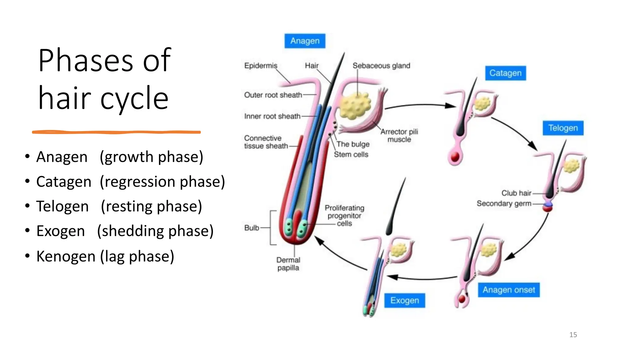 An approach to hair shaft disorders in Dermatology | PDF