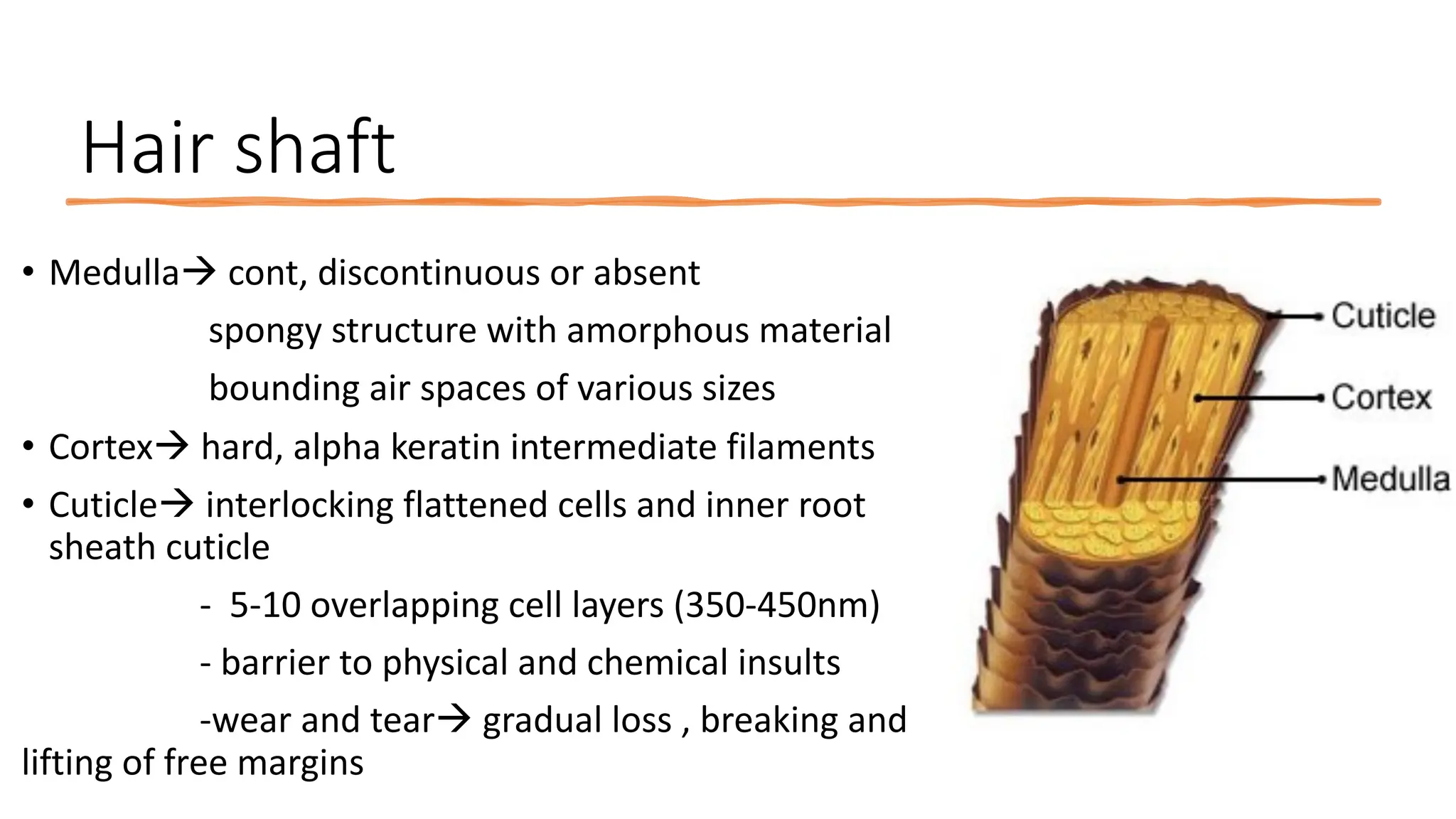 An approach to hair shaft disorders in Dermatology | PDF