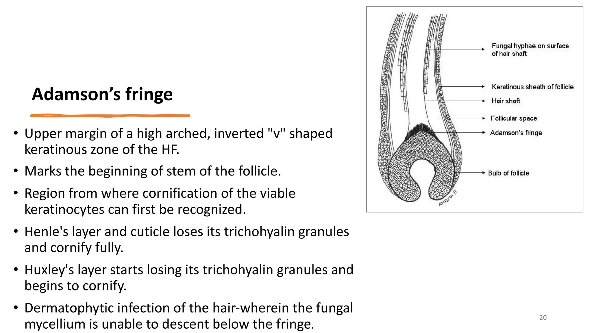 An approach to hair shaft disorders in Dermatology | PDF