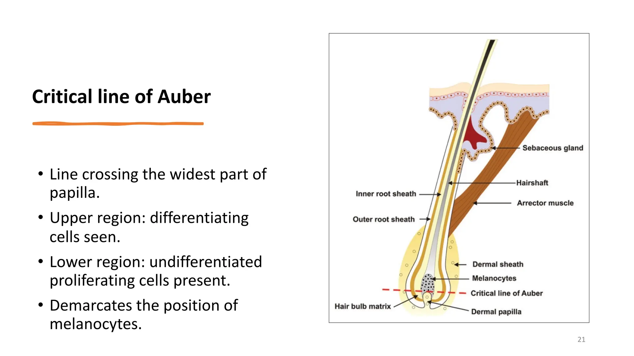 An approach to hair shaft disorders in Dermatology | PDF