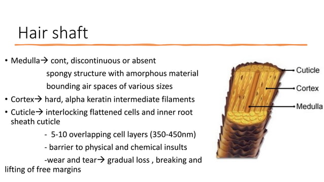 An approach to hair shaft disorders in Dermatology | PDF