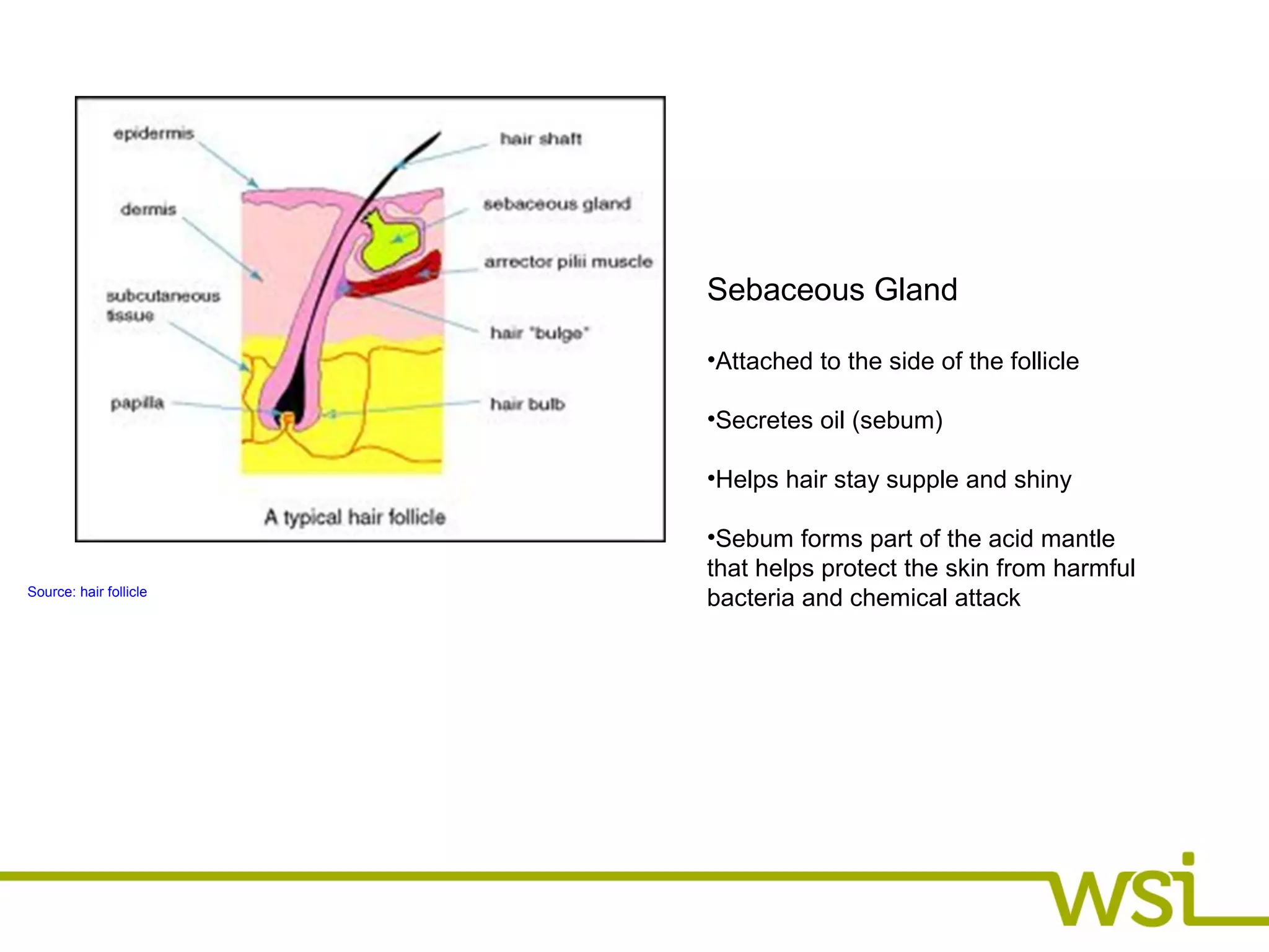 Hair structure | PPT
