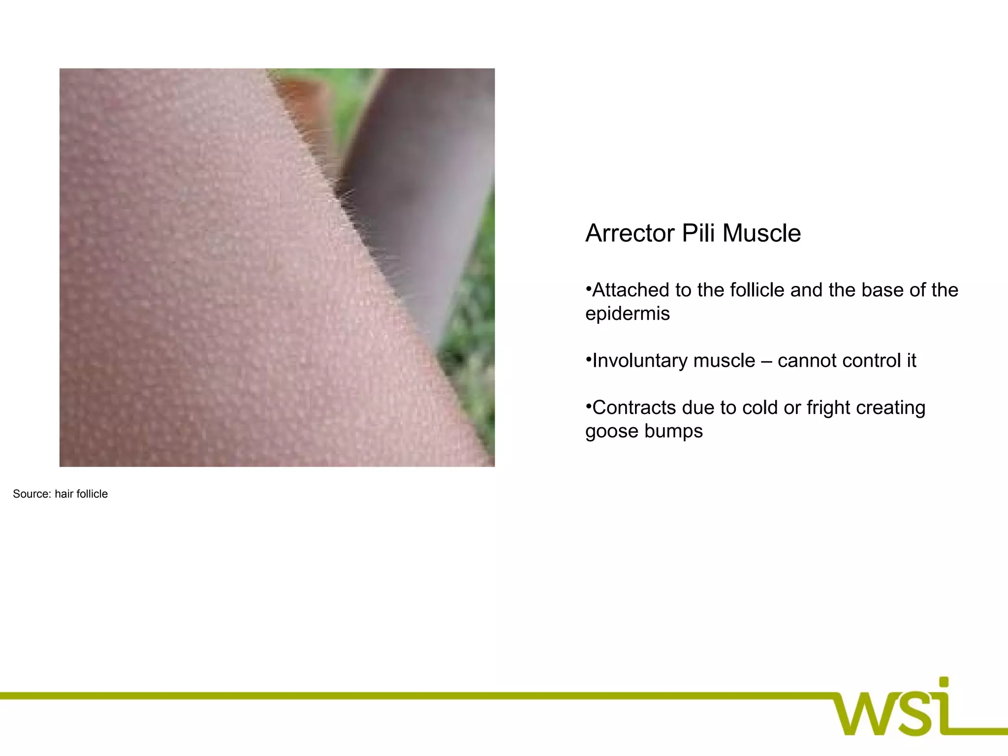 Hair structure | PPT