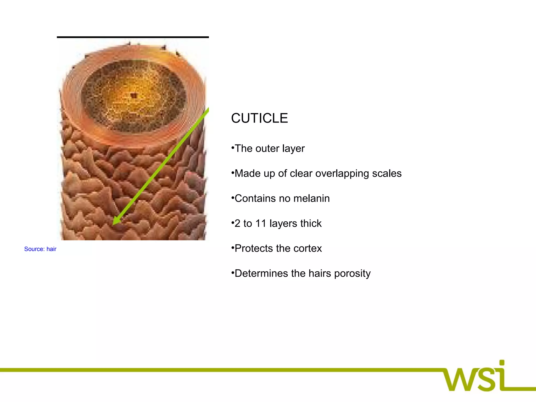Hair structure | PPT