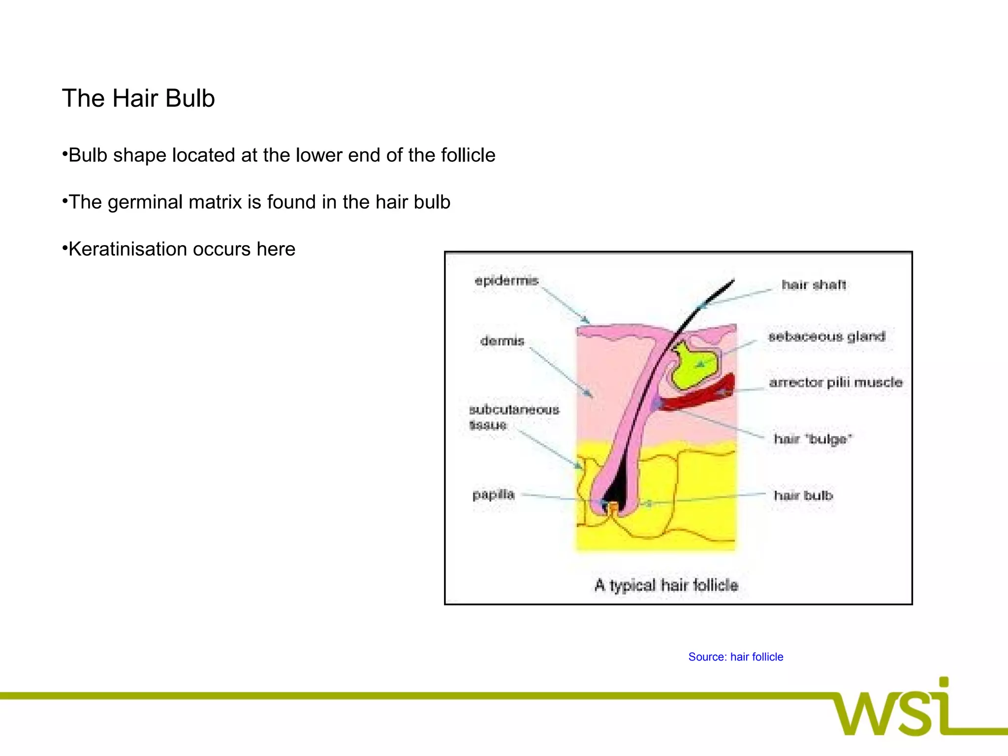 Hair structure | PPT
