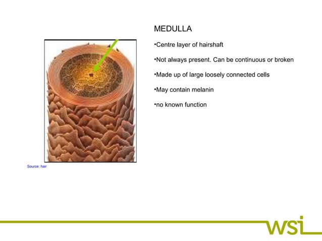 Hair structure | PPT